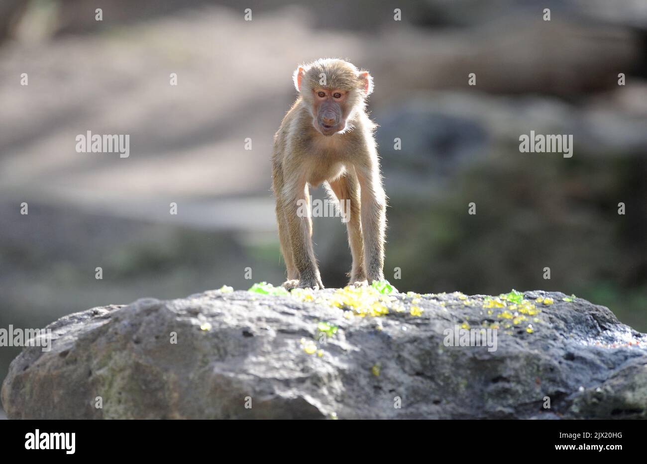 Juju, the hand-raised baby Hamadryas Baboon, celebrates her first ...