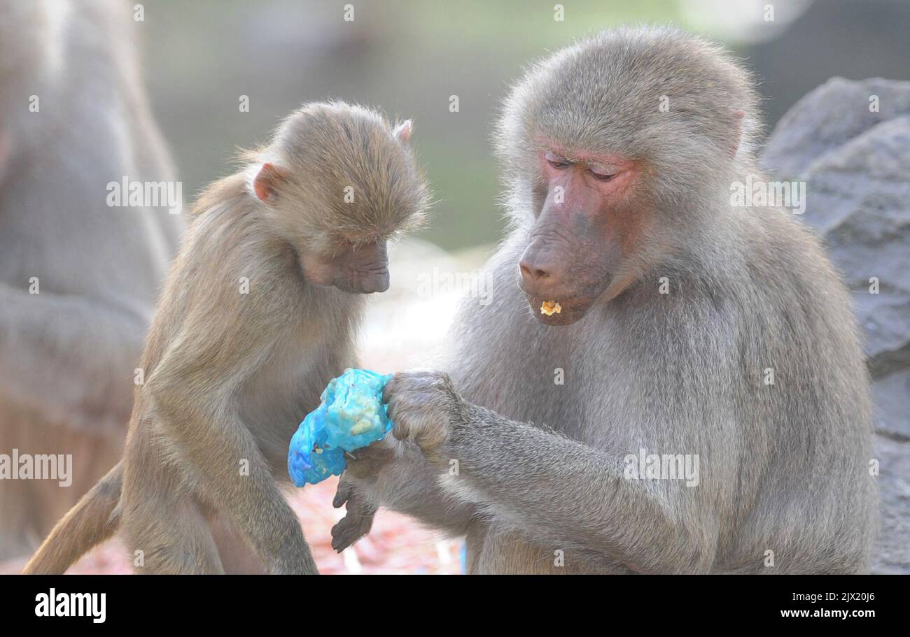 Juju (left), the hand-raised baby Hamadryas Baboon, celebrates her ...