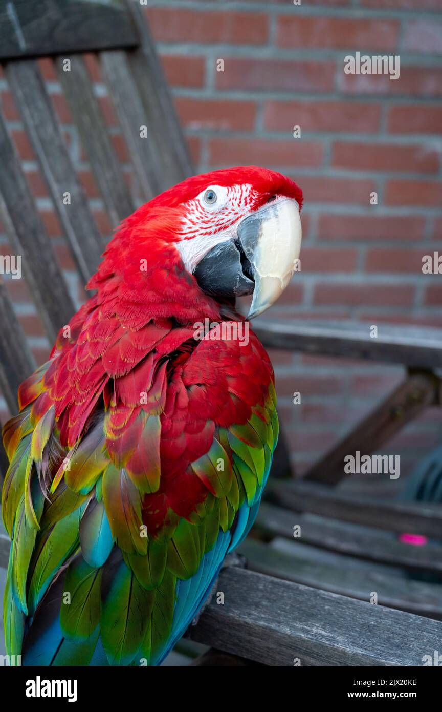 Large colorful South American macaw ara parrot sitting outdoor close up ...