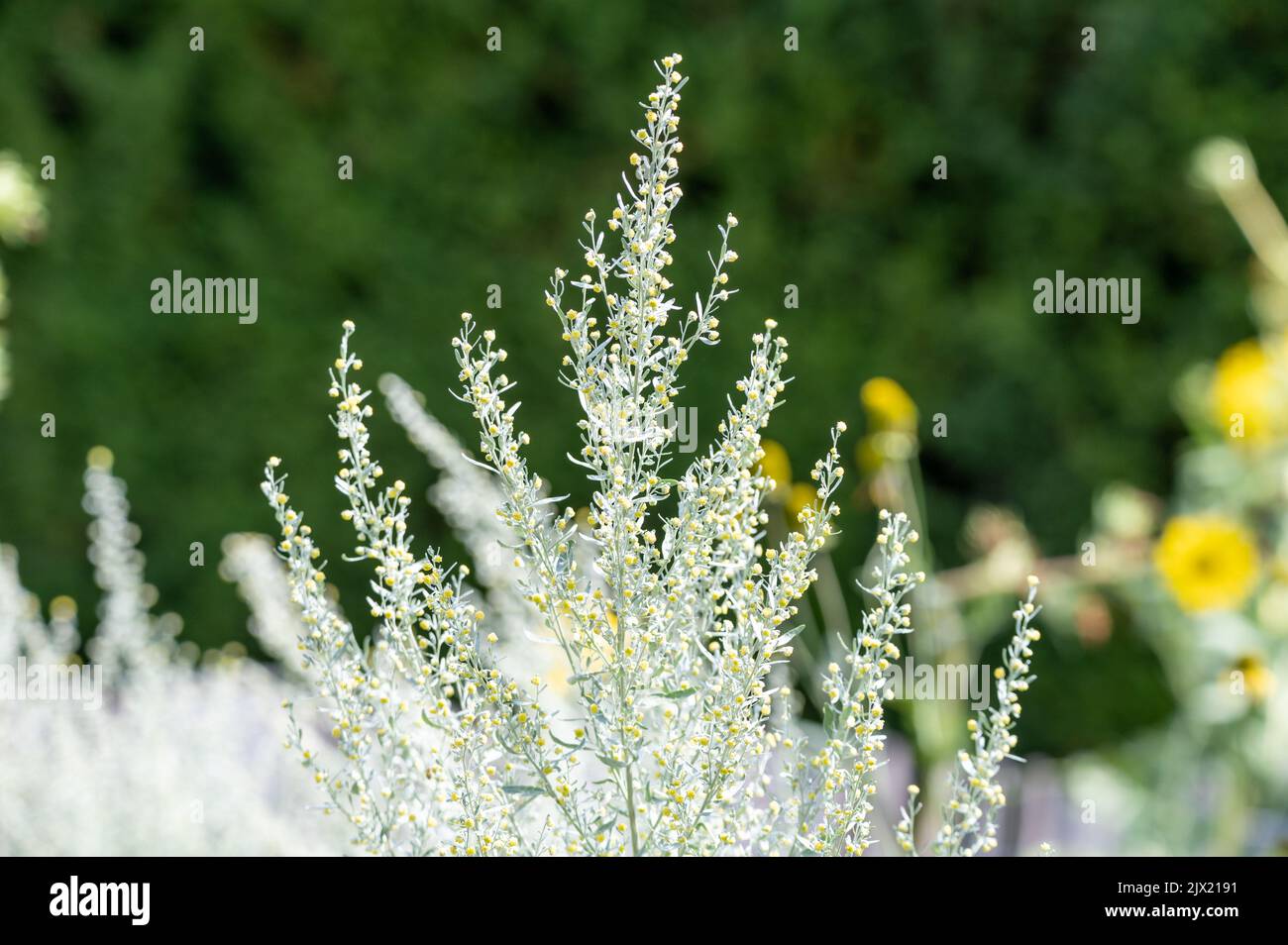 Botanical collection, leaves and berries of silver mound artemisia ...
