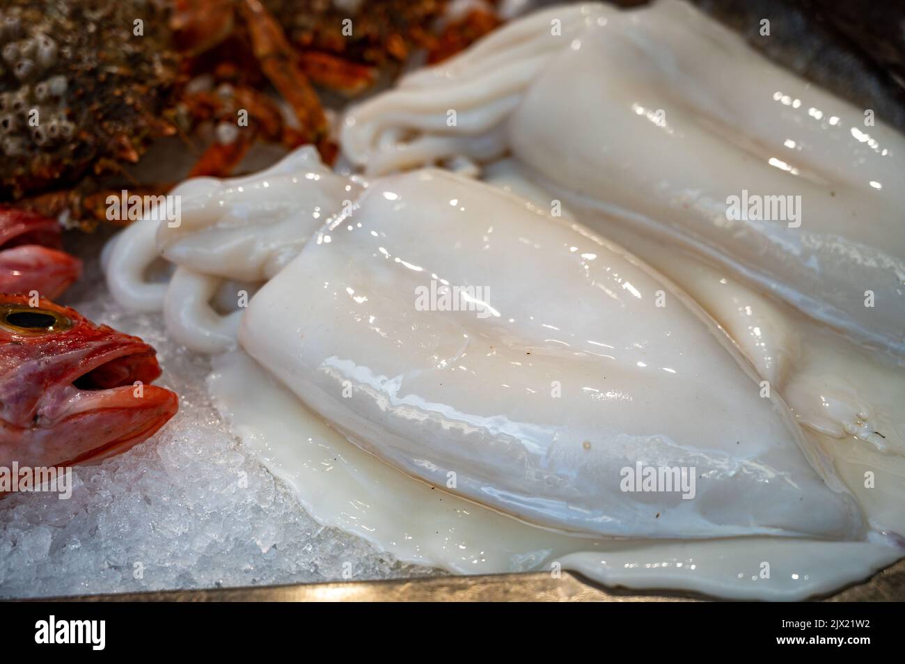 Assortment of fresh daily catch of fishes, seashells, molluscs on fish ...