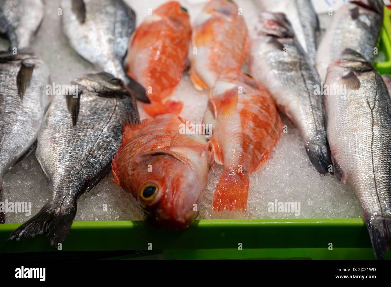 Assortment of fresh daily catch of fishes, seashells, molluscs on ice ...
