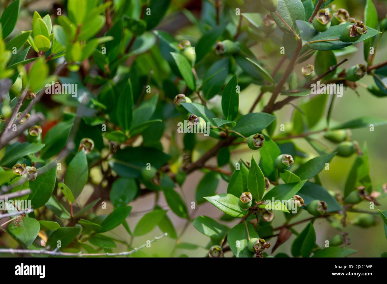 Botanical collection, leaves and berries of myrtus communis or true ...