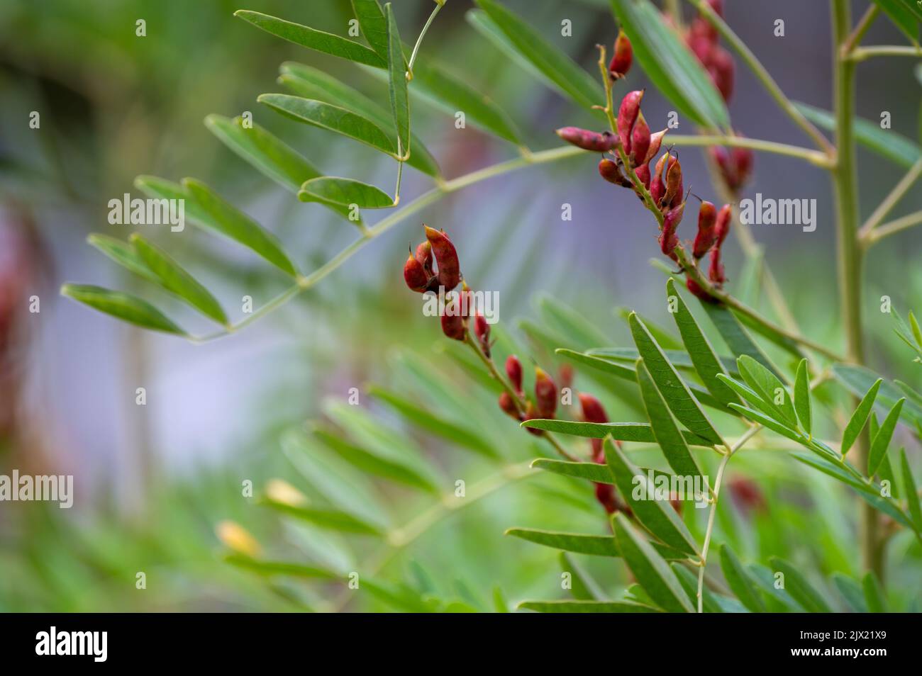 Botanical collection, Glycyrrhiza glabra or root liquorice medicinal ...
