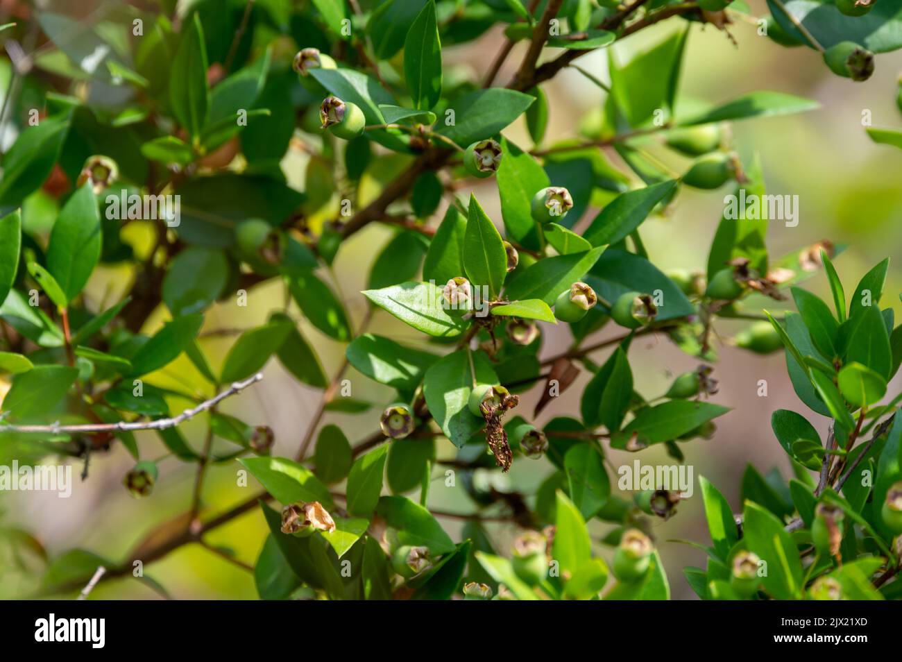 Botanical collection, leaves and berries of myrtus communis or true ...