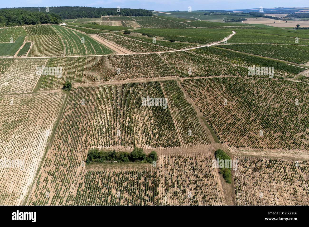 Aerial view on green Chablis Grand Cru appellation vineyards with ...