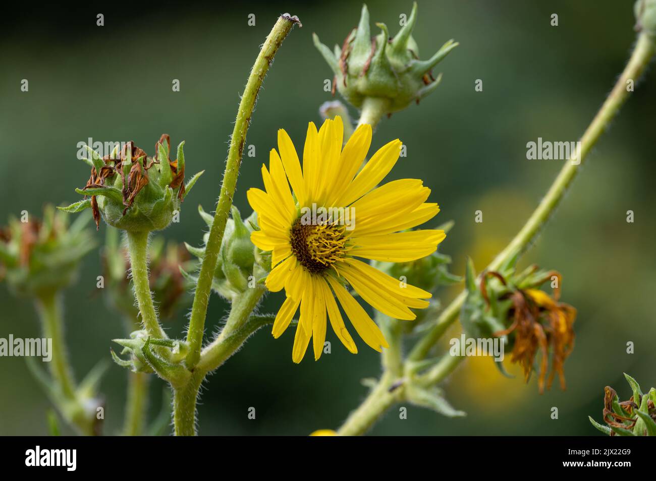 Yellow flowers heads of Silphium laciniatum or compass plant growing in ...