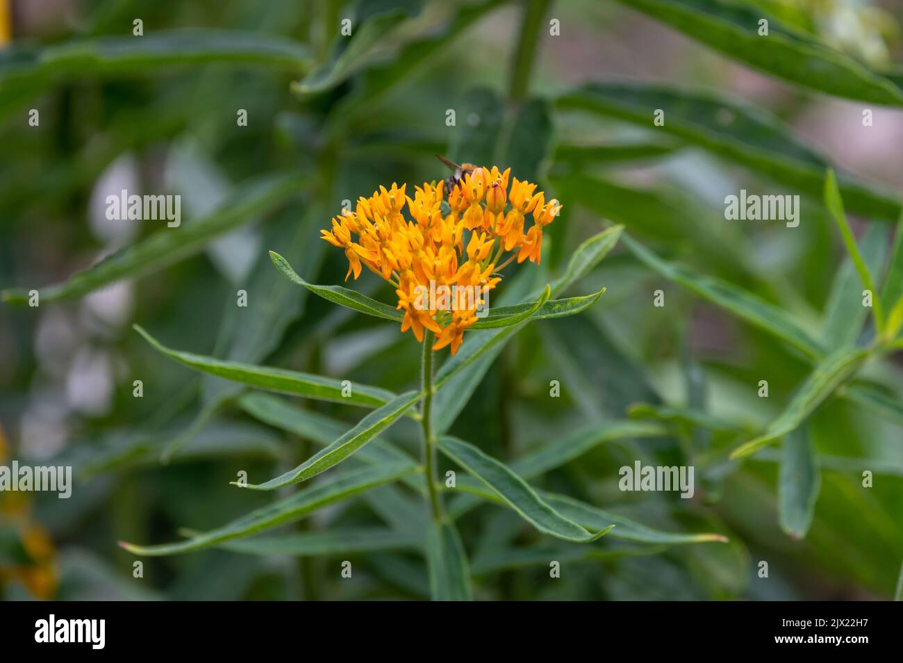 Butterfly weed asclepias tuberosa in hi-res stock photography and ...