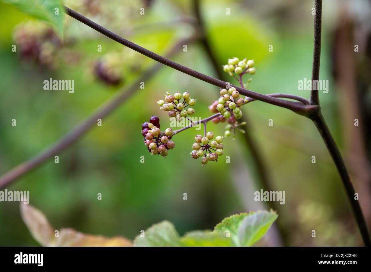 Woody shrub of Eleutherococcus senticosus or Siberian ginseng or ...