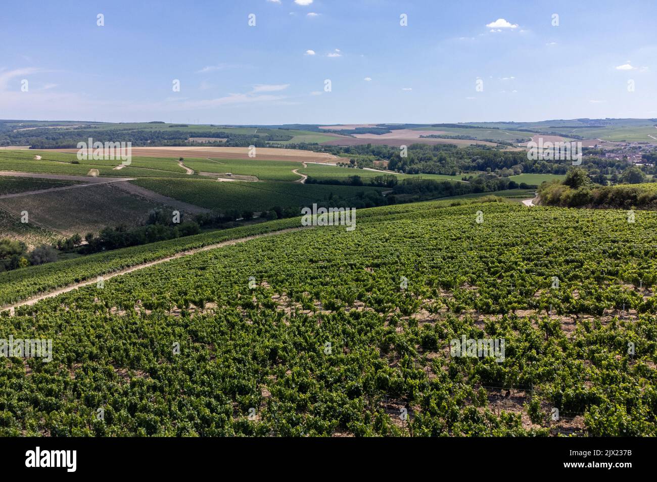 Exogyra virgula hi-res stock photography and images - Alamy