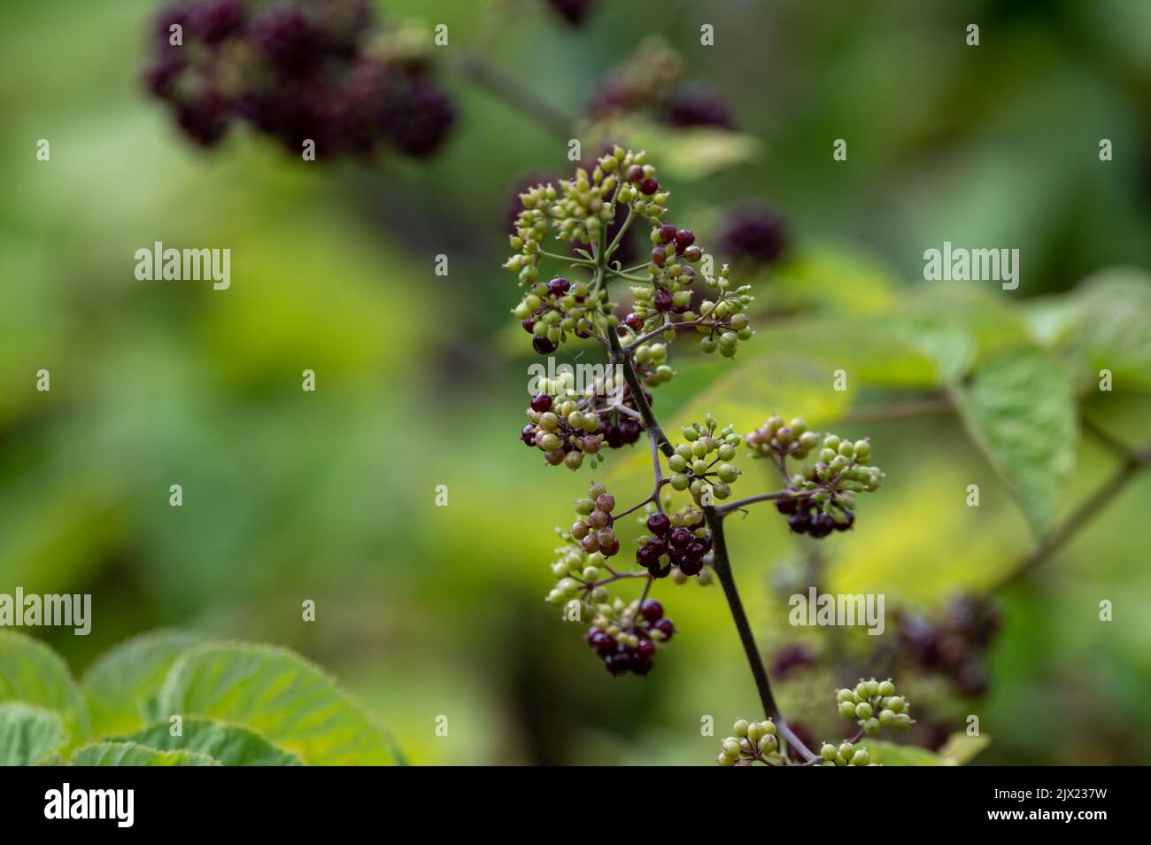 Woody shrub of Eleutherococcus senticosus or Siberian ginseng or ...