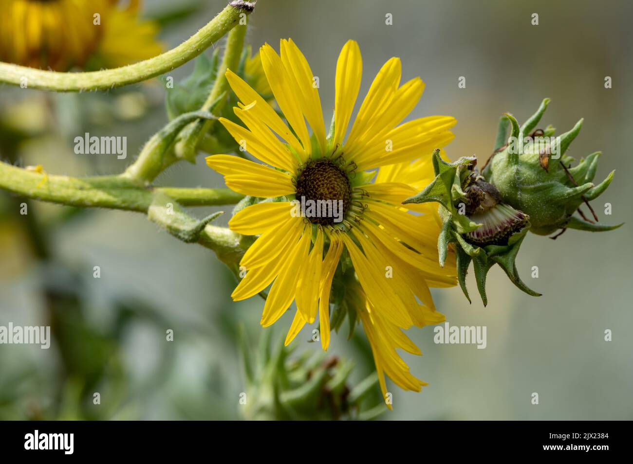 Yellow flowers heads of Silphium laciniatum or compass plant growing in ...