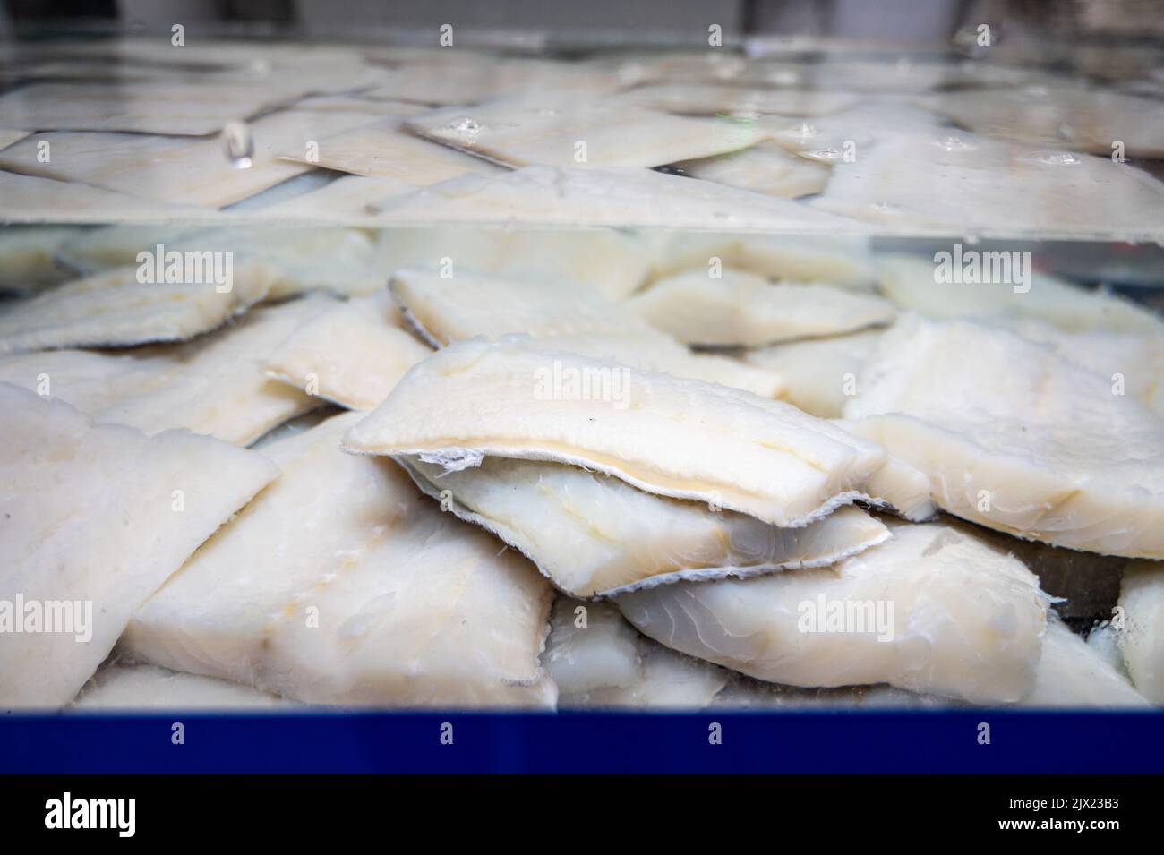 White salted and dried bacalao codfish in watertank, traditional ...