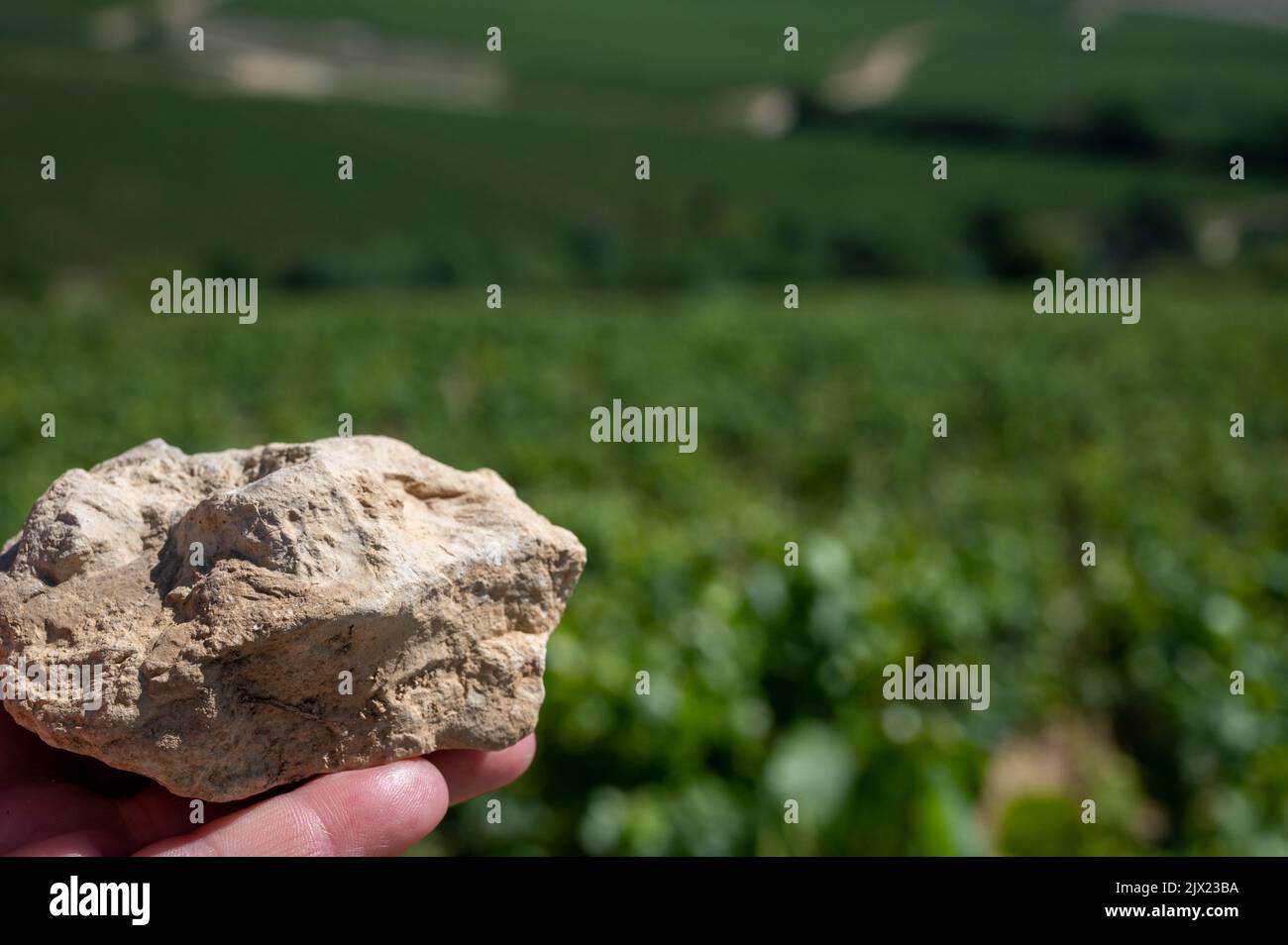 Sample of soil from Chablis Grand Cru appellation vineyards, limestone ...