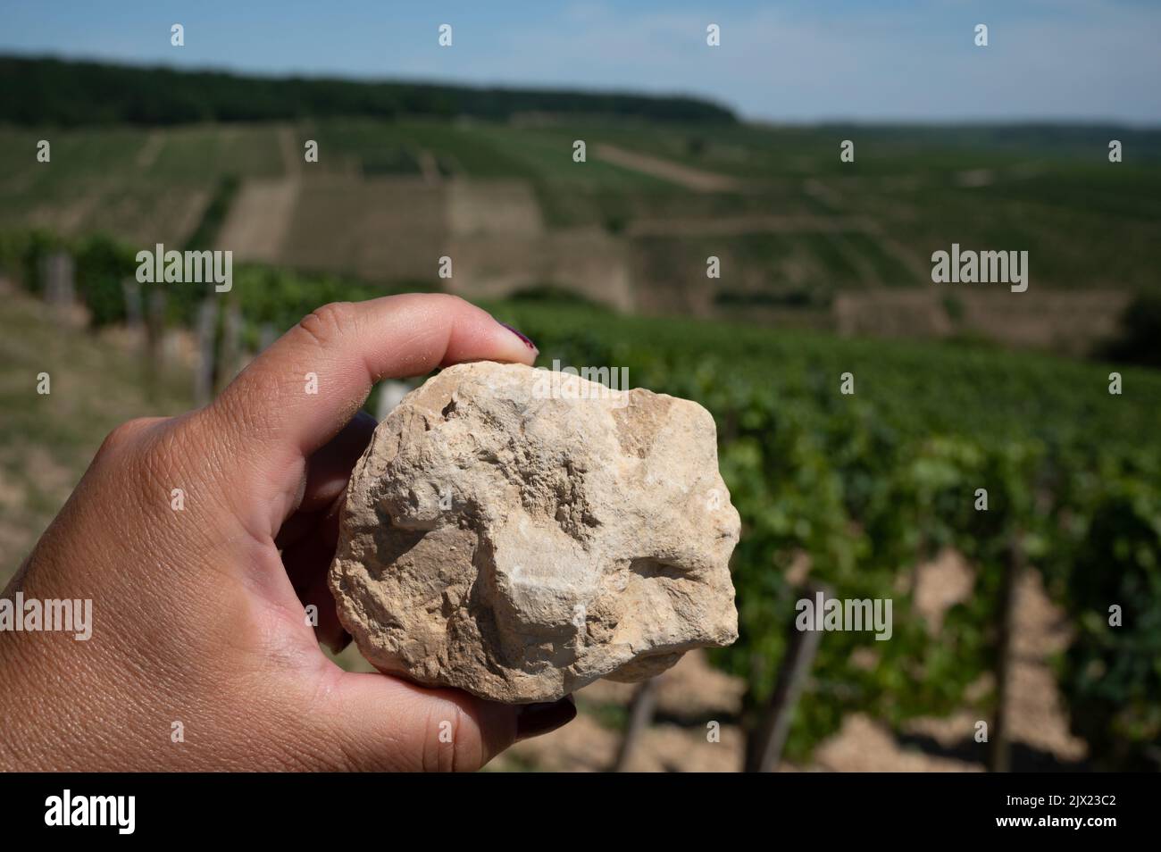 Sample of soil from Chablis Grand Cru appellation vineyards, limestone ...