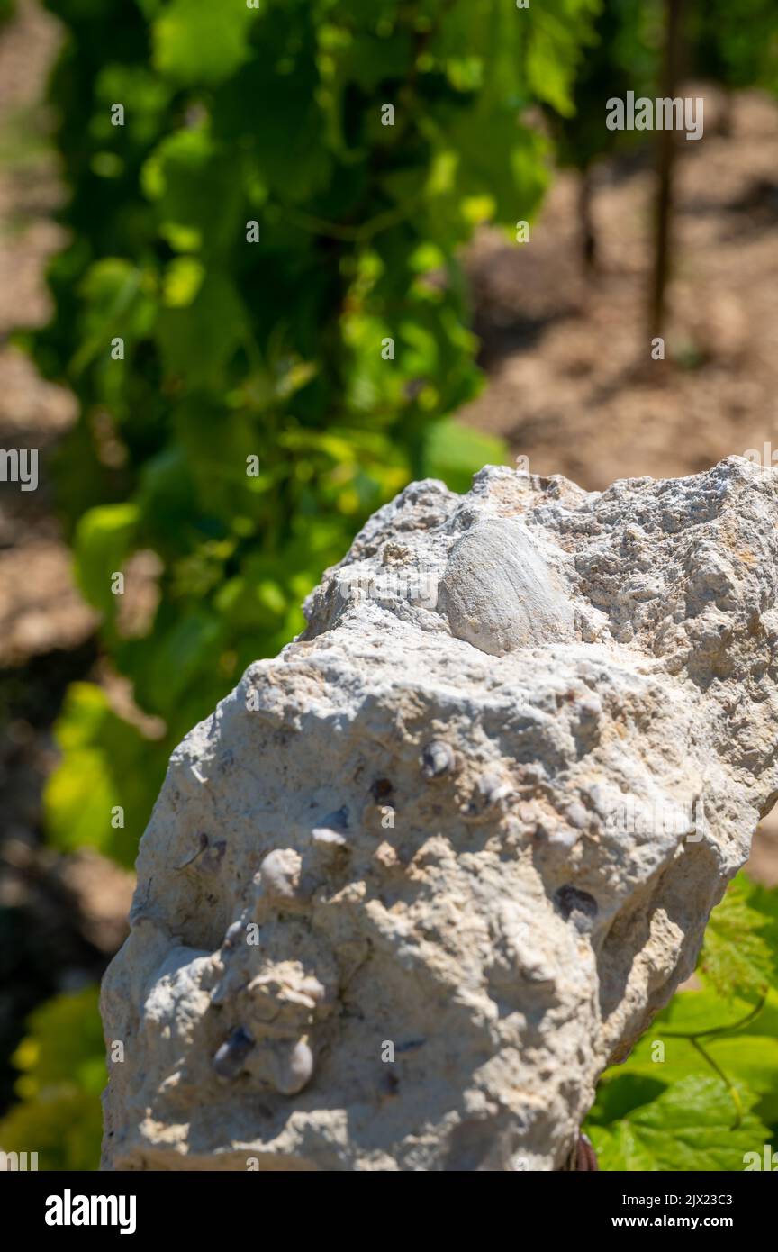 Sample of soil from Chablis Grand Cru appellation vineyards, limestone ...