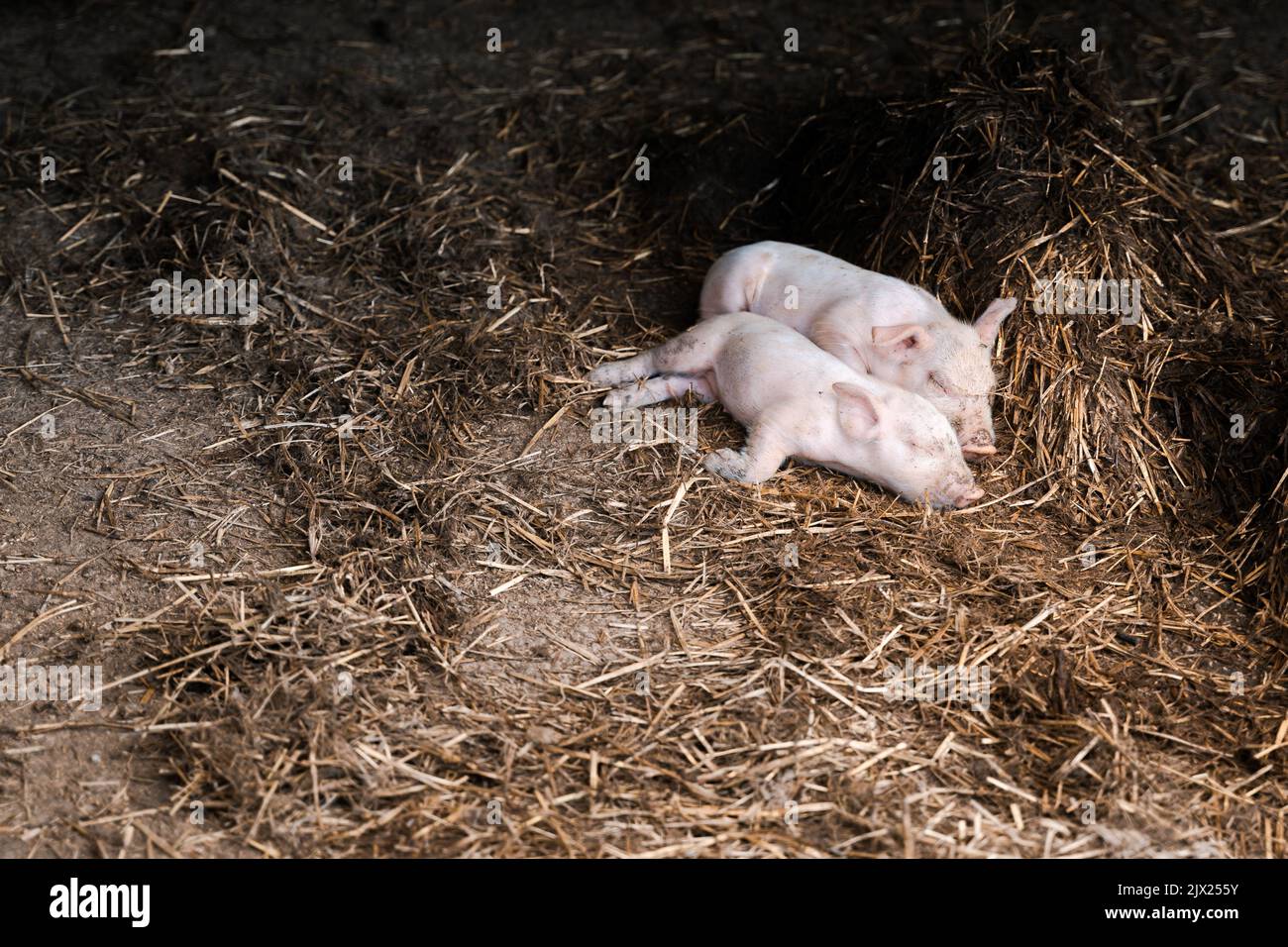Freshly born baby pigs at a farm Stock Photo - Alamy