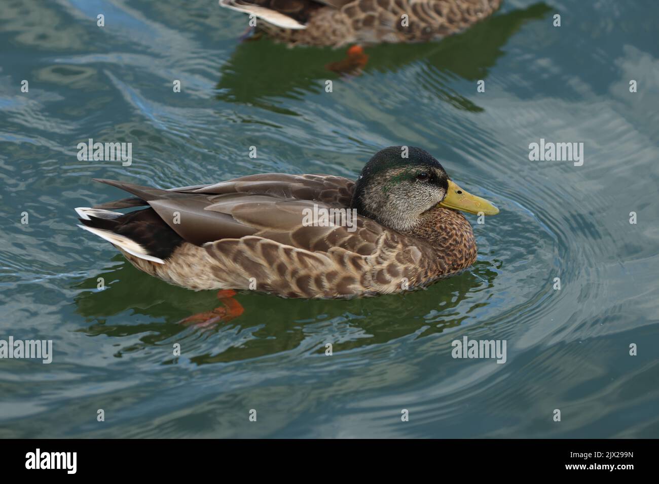 Mallard swimming hi-res stock photography and images - Alamy