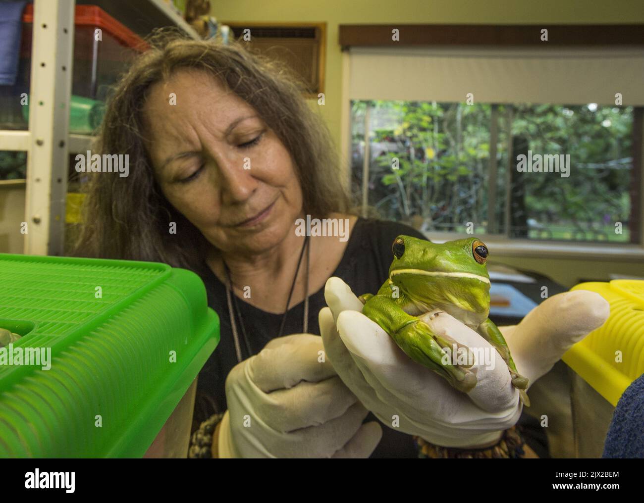 Cairns Frog Hospital president Deborah Pergolotti poses for a ...