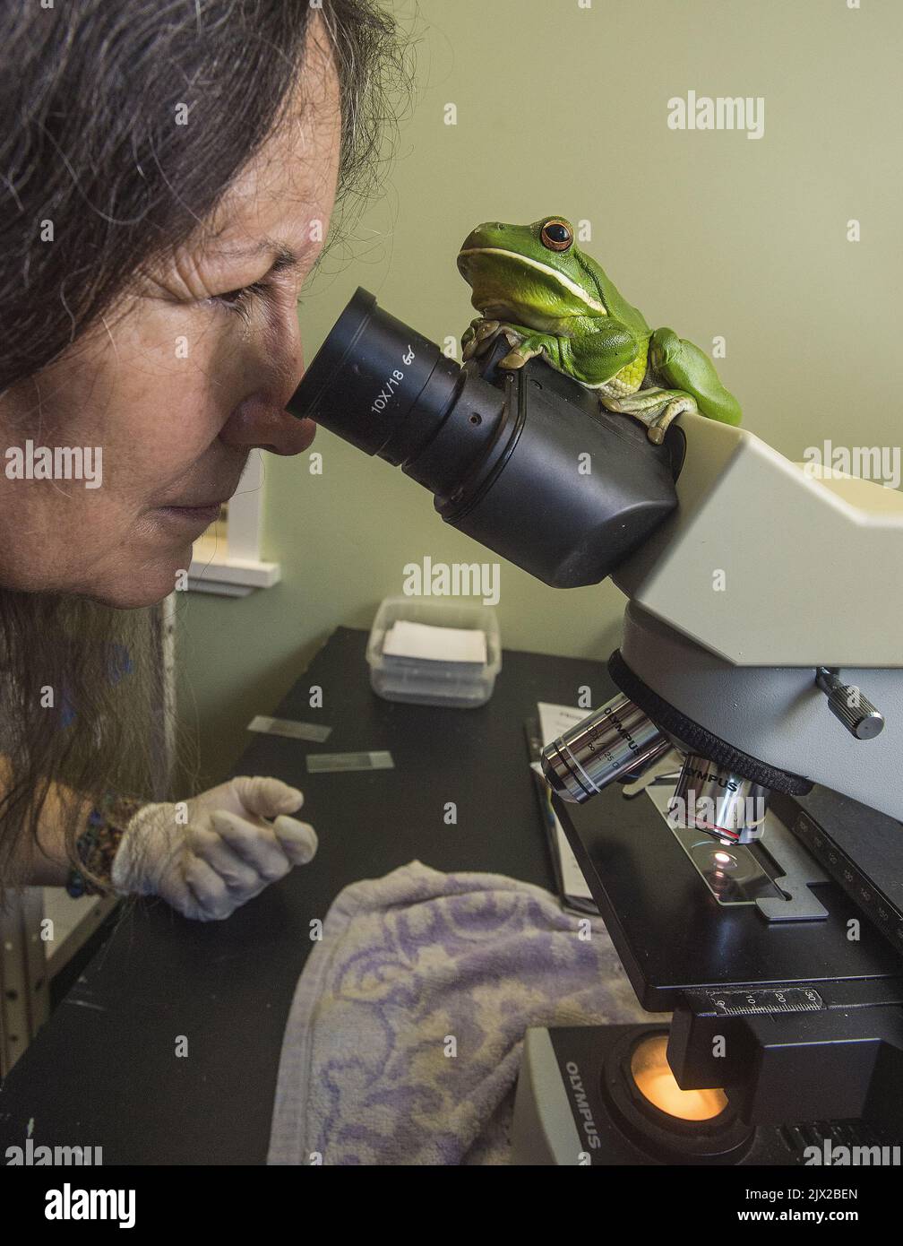 Cairns Frog Hospital president Deborah Pergolotti looks under a ...