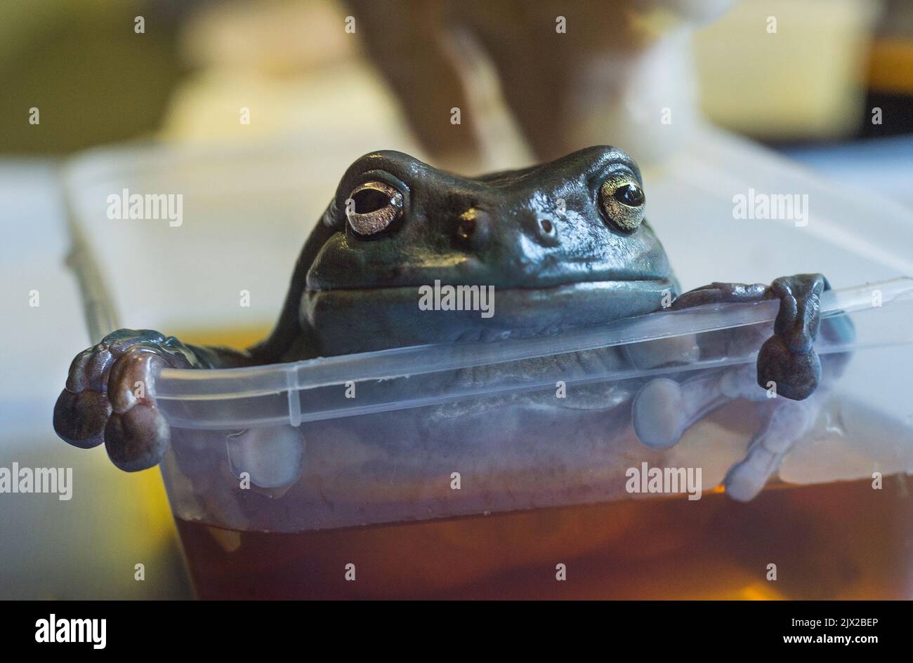 'Fatty', a discoured green tree frog suffering from bacterial infection ...