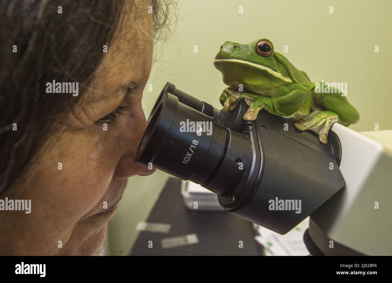 Cairns Frog Hospital president Deborah Pergolotti looks under a ...