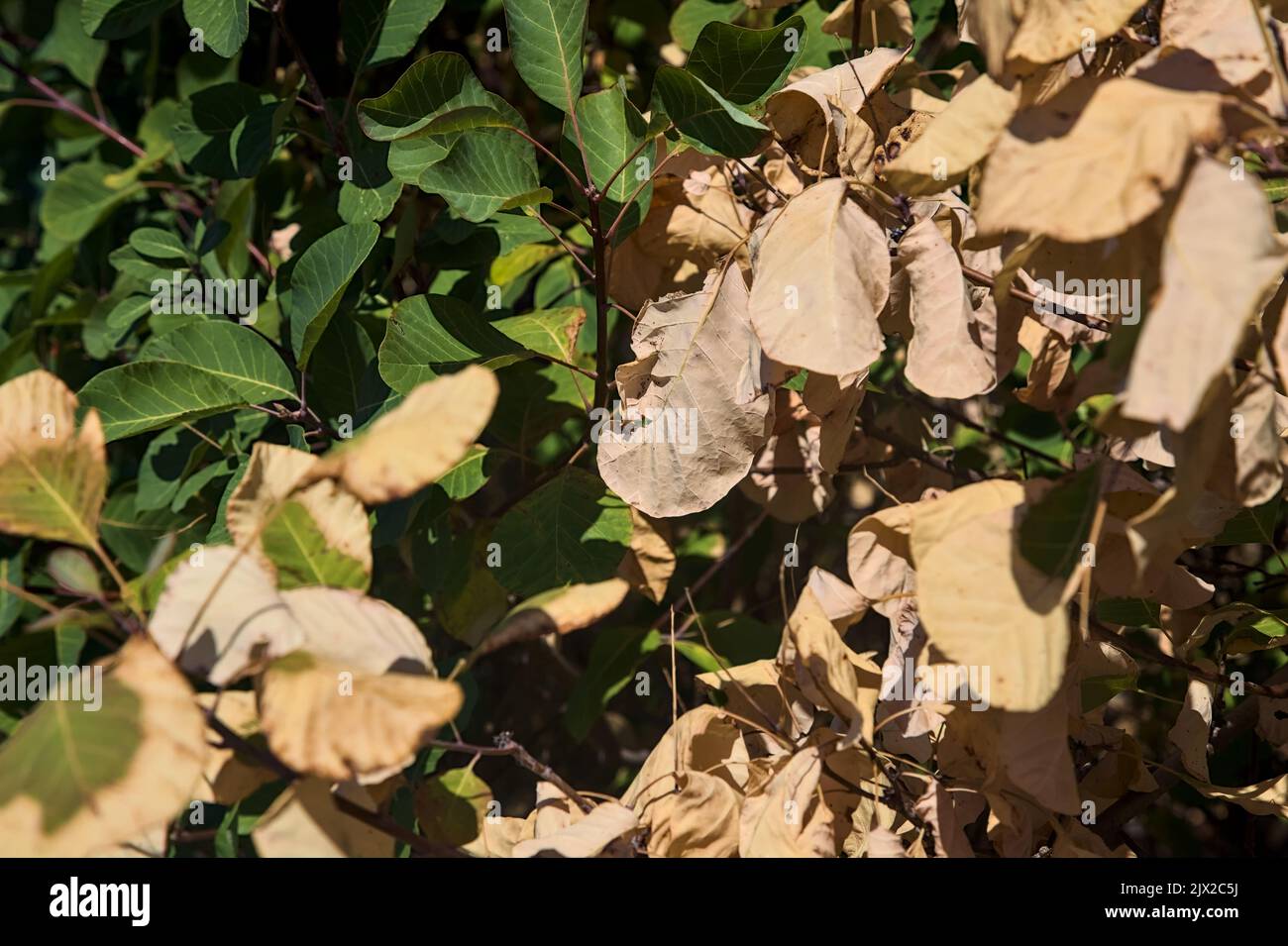 Tree with withered leaves seen up close Stock Photo - Alamy