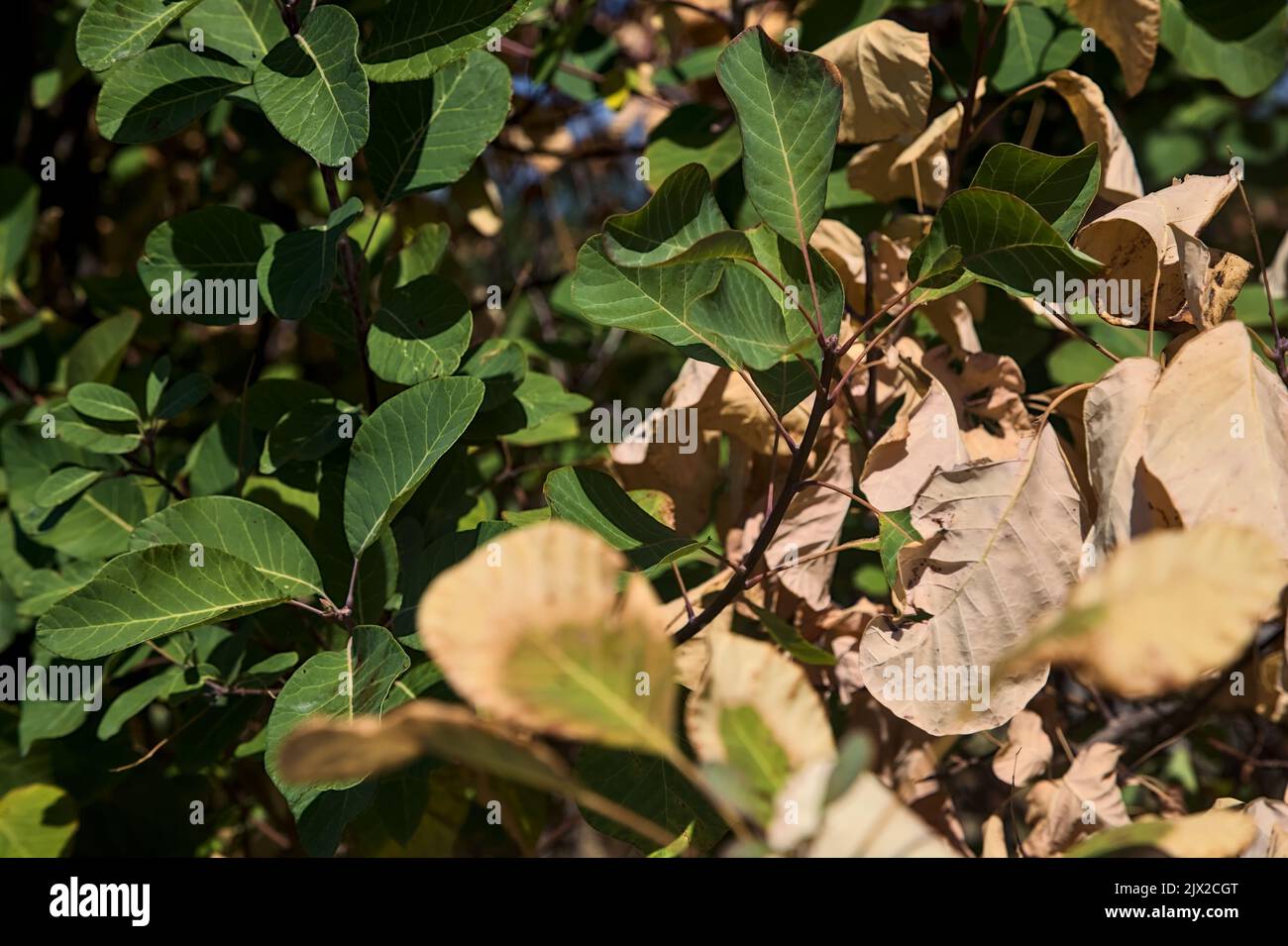 Tree with withered leaves seen up close Stock Photo - Alamy