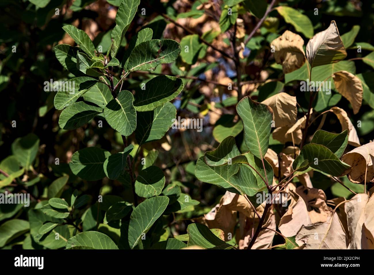 Tree with withered leaves seen up close Stock Photo - Alamy