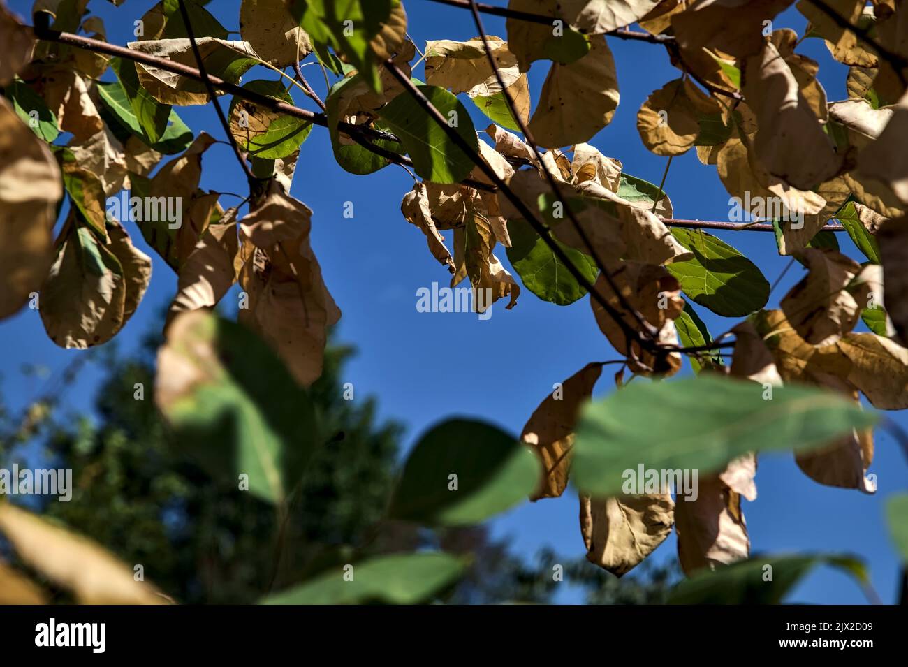 Tree with withered leaves seen up close Stock Photo - Alamy