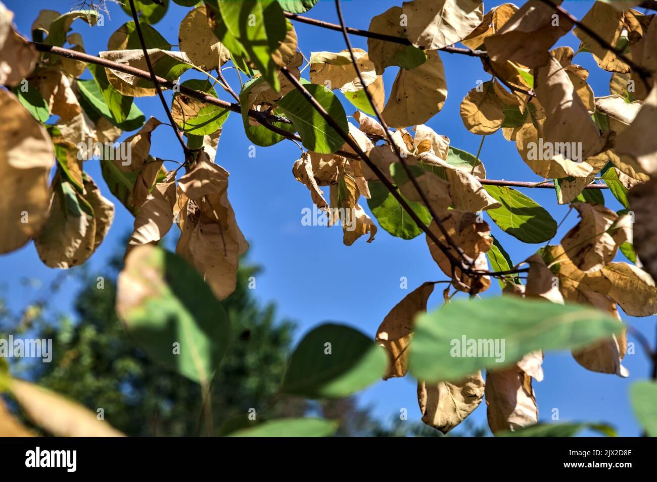 Tree with withered leaves seen up close Stock Photo - Alamy