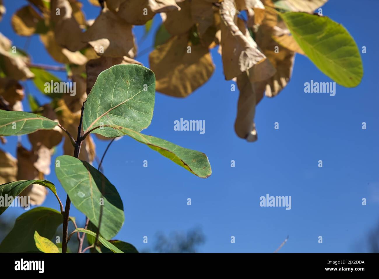 Withered landscapes hi-res stock photography and images - Alamy