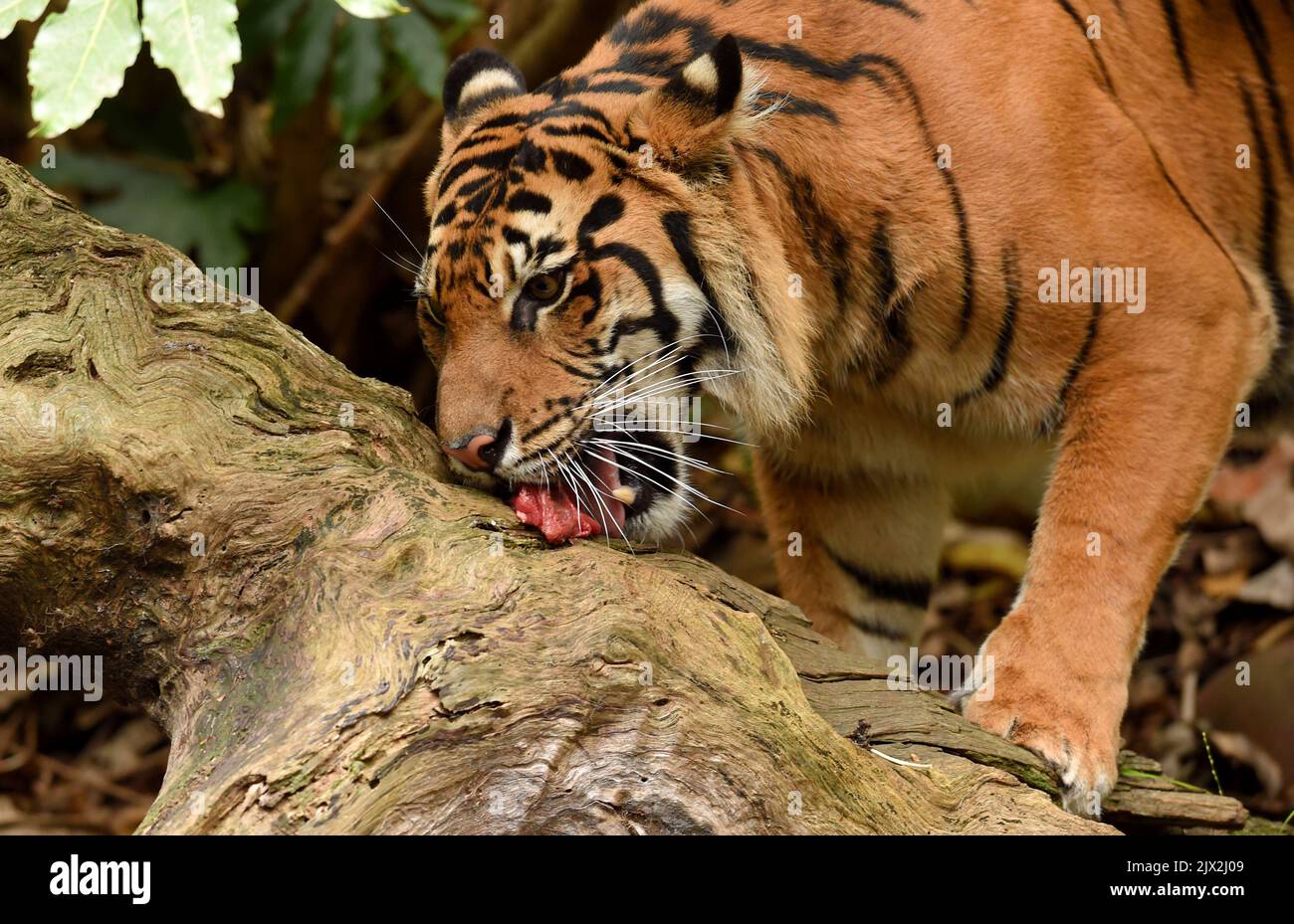 Sumatran Tiger Indrah finds treats in her enclosure at the Melbourne ...