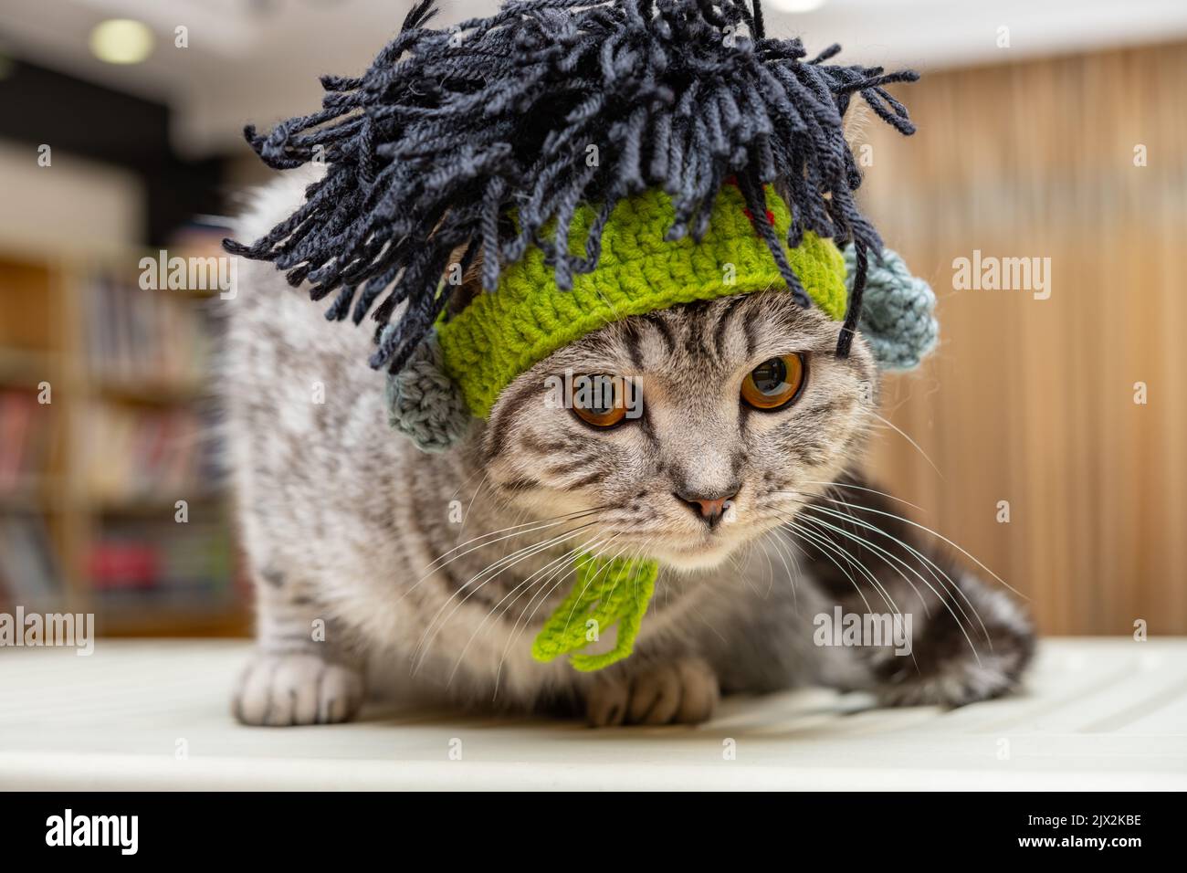 cute american shorthair cat wearing punk style funny hat with dummy ...