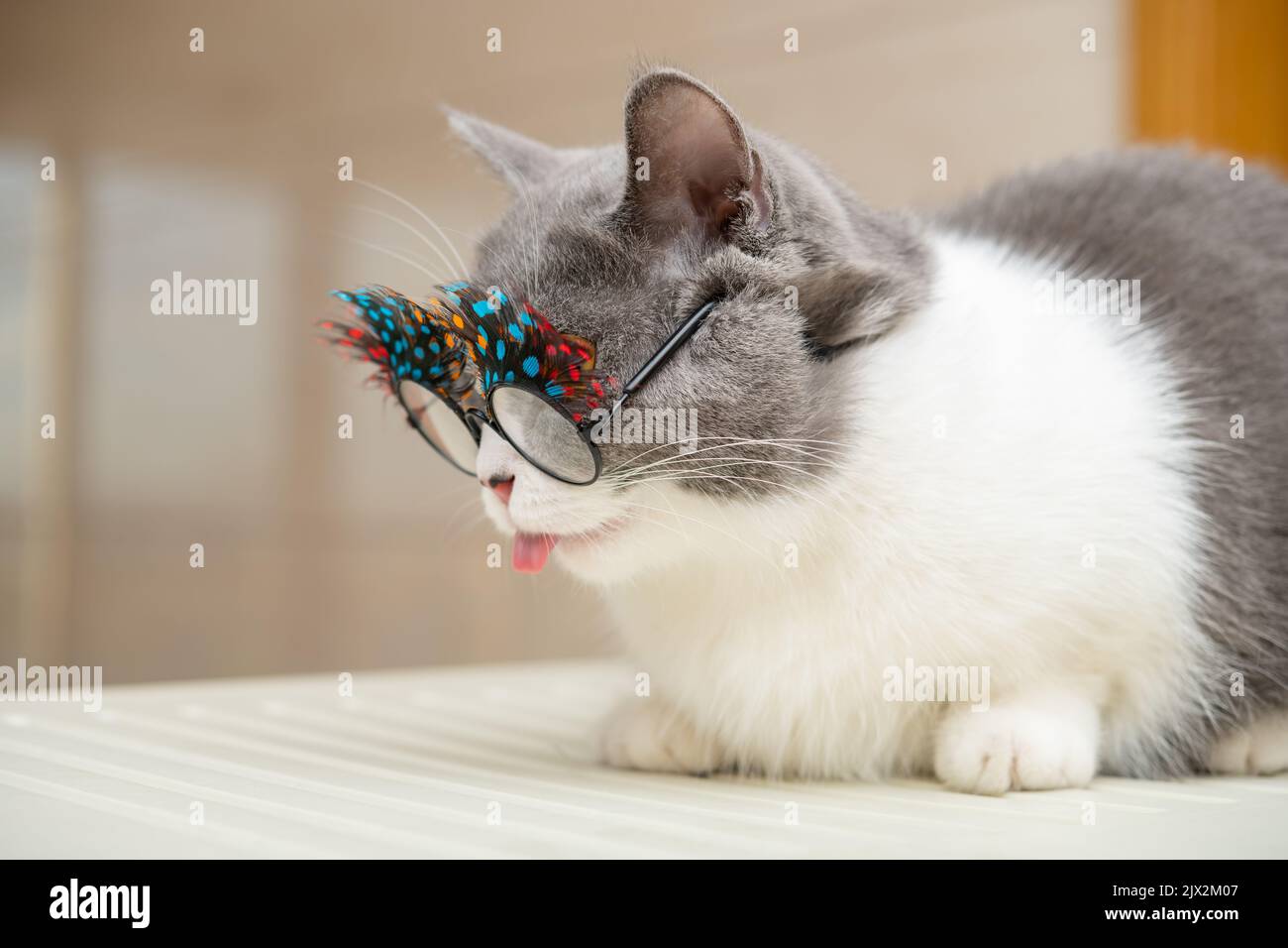 cute british shorthair cat wearing funny eyeglasses with beautiful ...