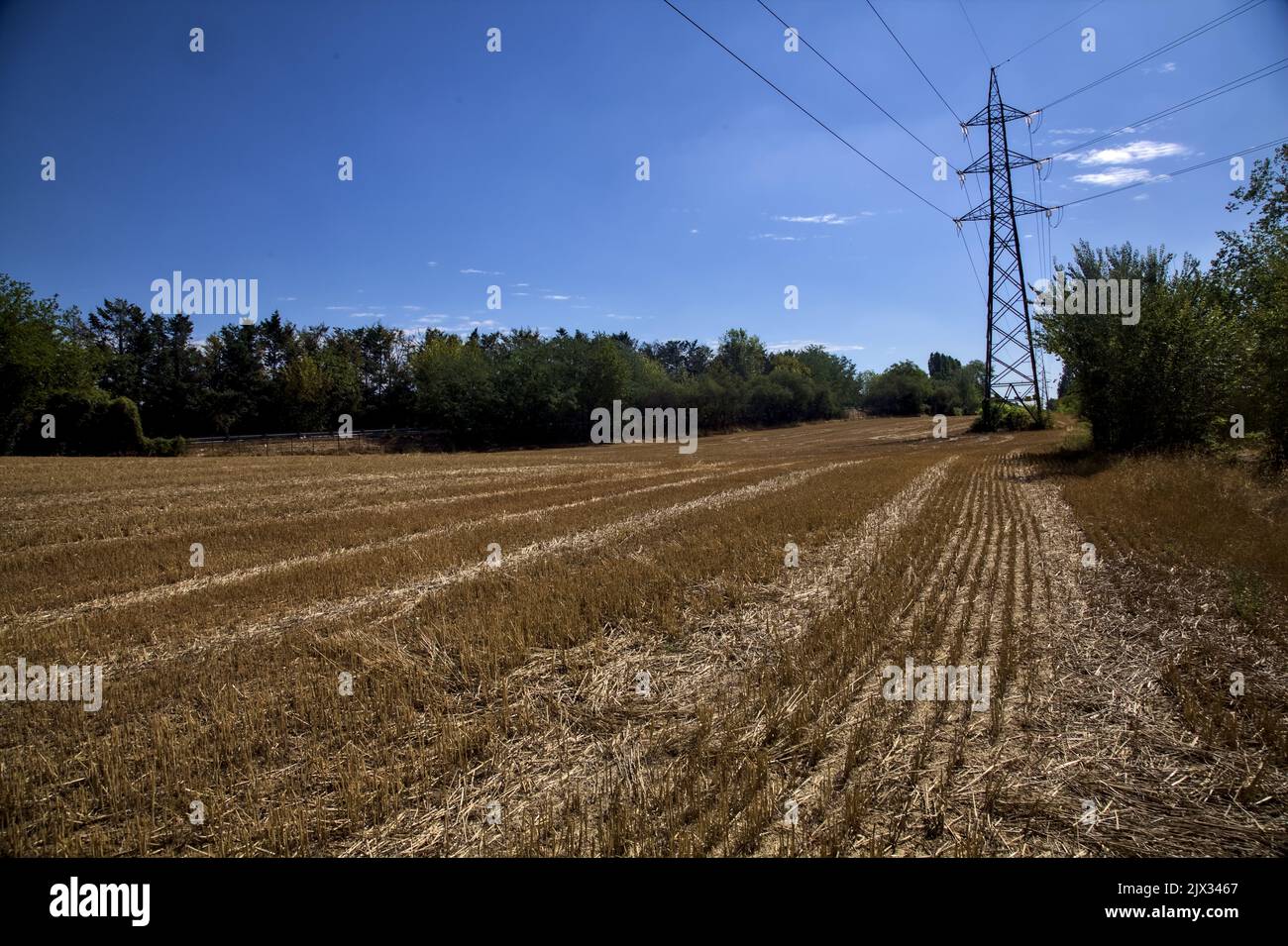 Mowed wheat field with electricity pylons bordered by trees on a sunny ...