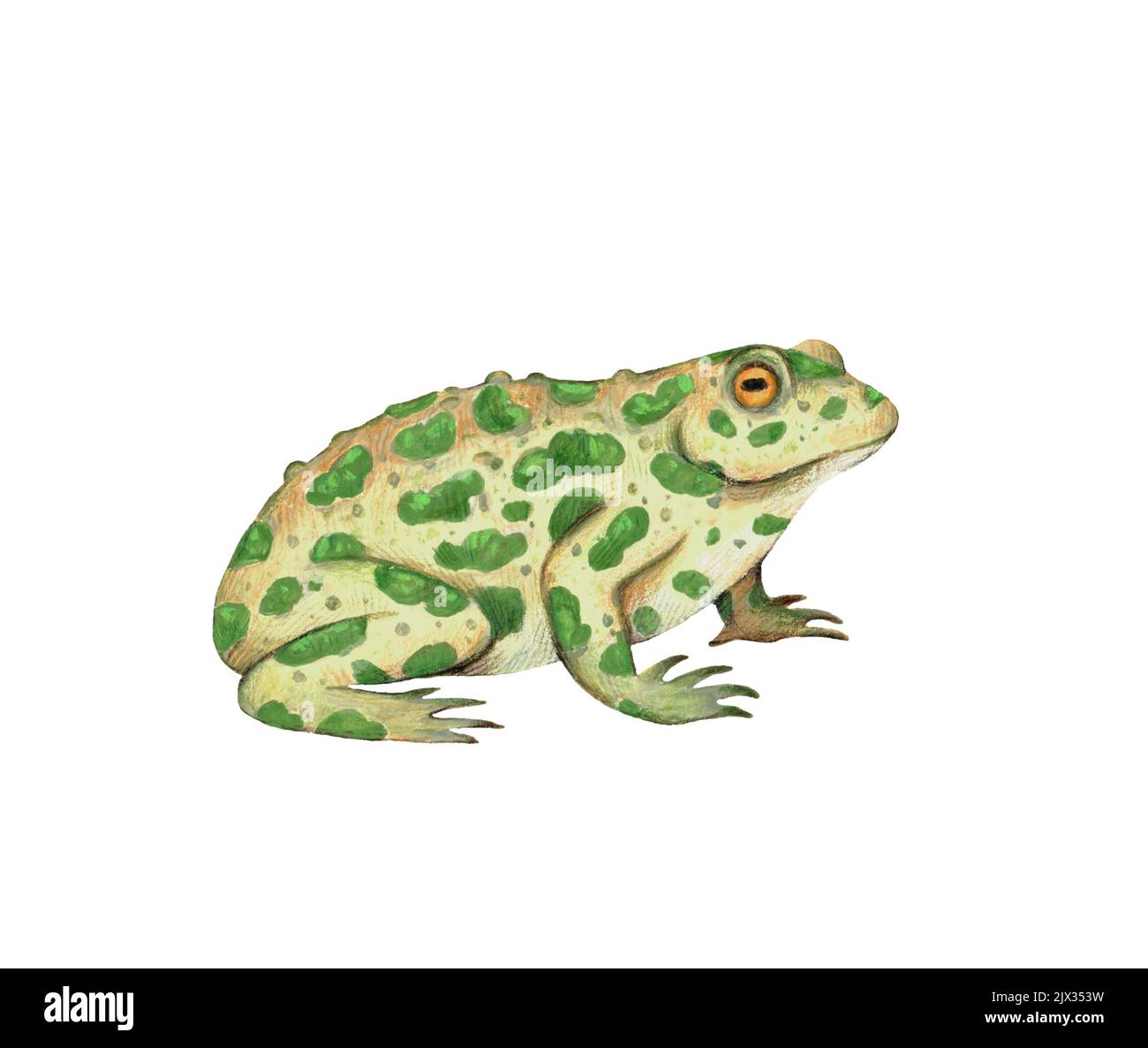 Spotted toad illustration isolated on white background. Realistic hand ...