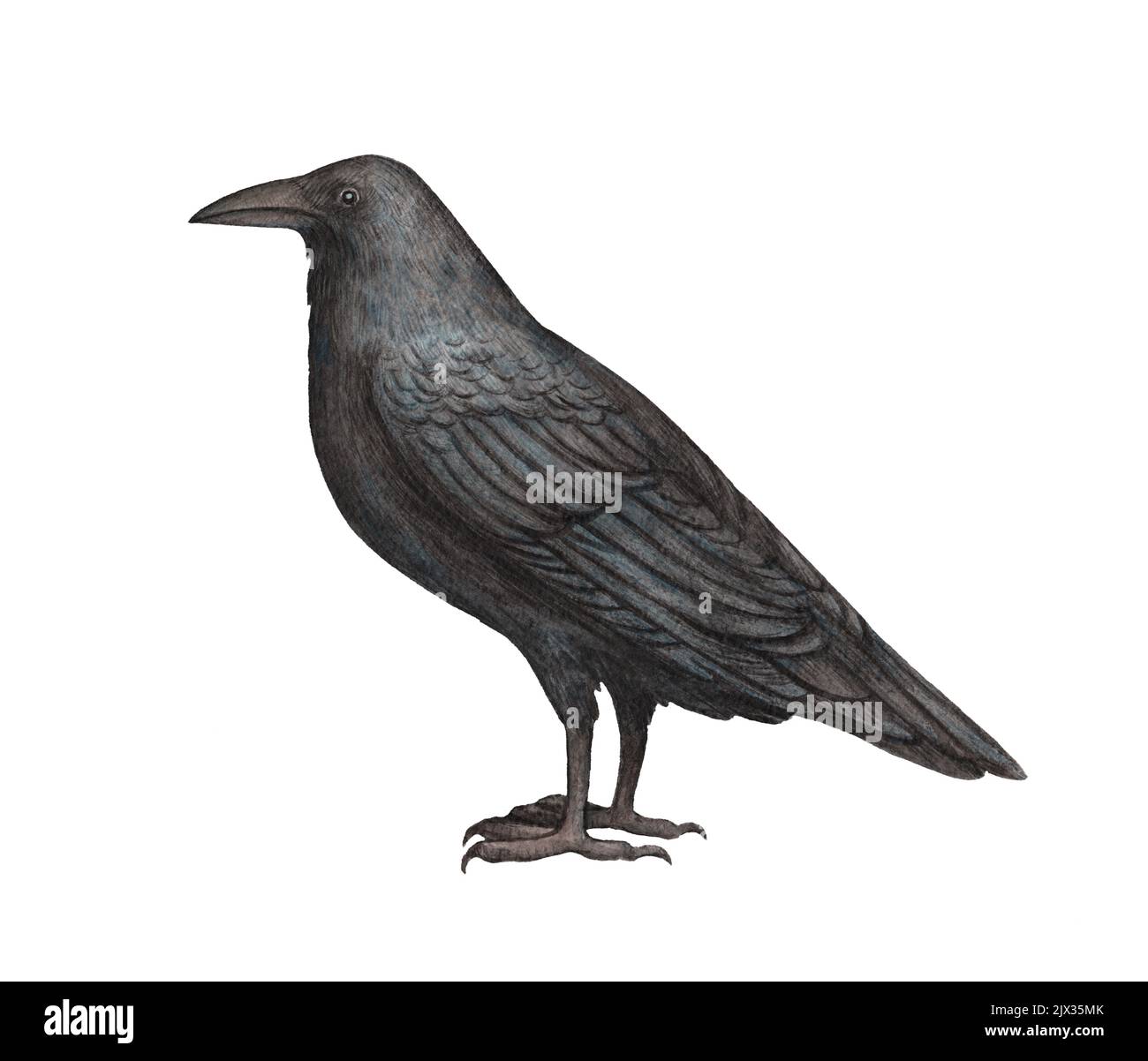 Black raven watercolor painting. Detailed realistic illustration ...