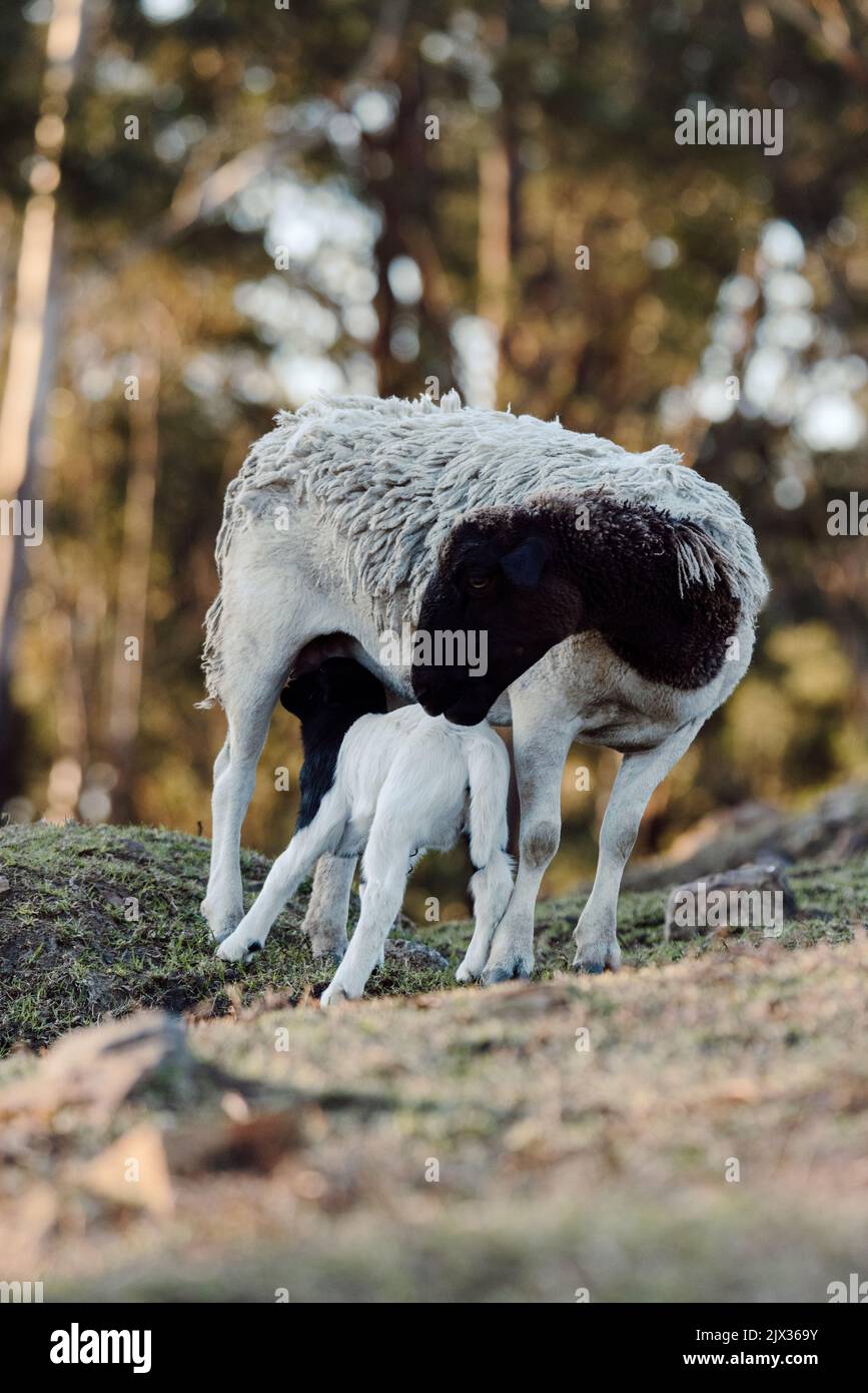 Mother sheep with baby lambs in a field in Spring Stock Photo - Alamy