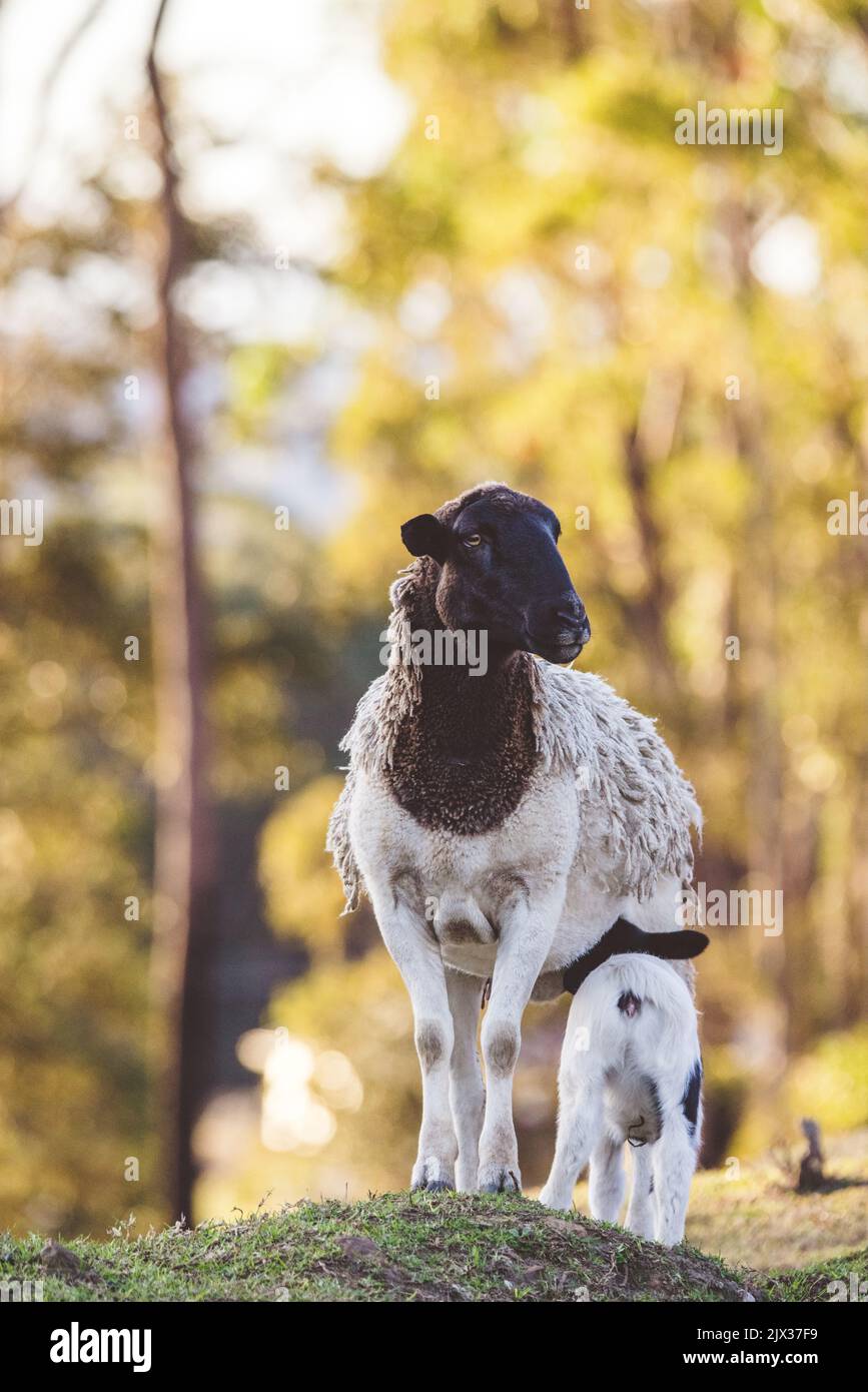 Mother sheep with baby lambs in a field in Spring Stock Photo - Alamy