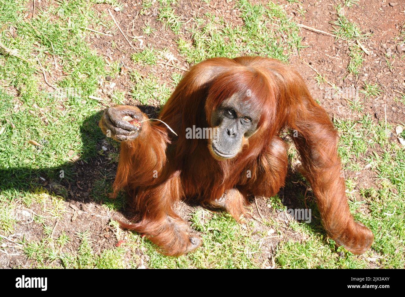Puan, a 60-year-old orangutan at Perth Zoo on Thursday, Oct 27, 2016 ...