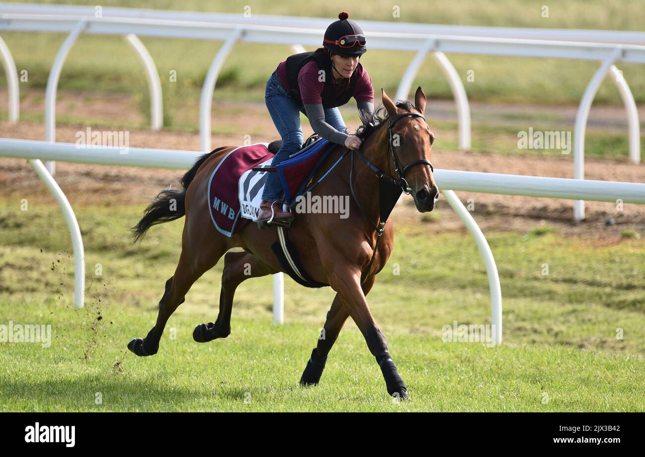 Big Orange gallops at Werribee racecourse in Melbourne, Friday, Oct. 28 ...
