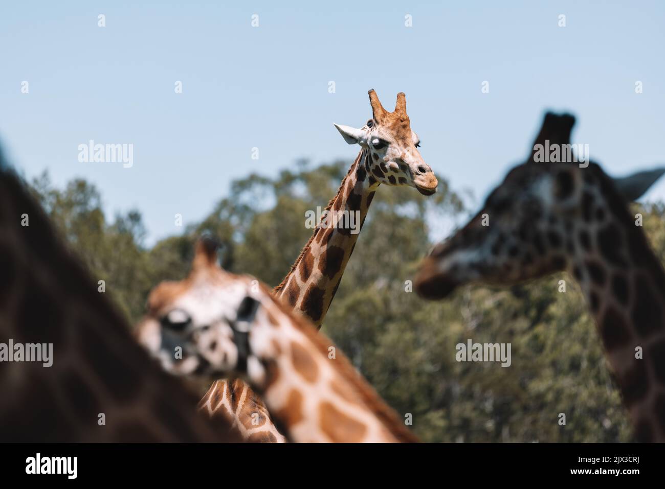 Mogo Australia, Rothschild's giraffe sitting on ground, also known as ...