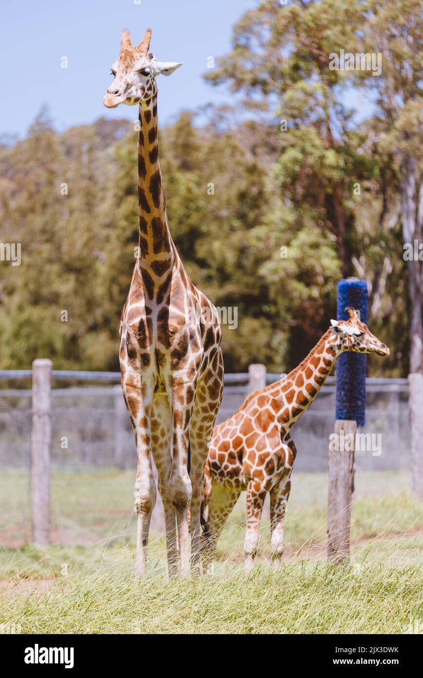 Mogo Australia, Rothschild's giraffe sitting on ground, also known as ...