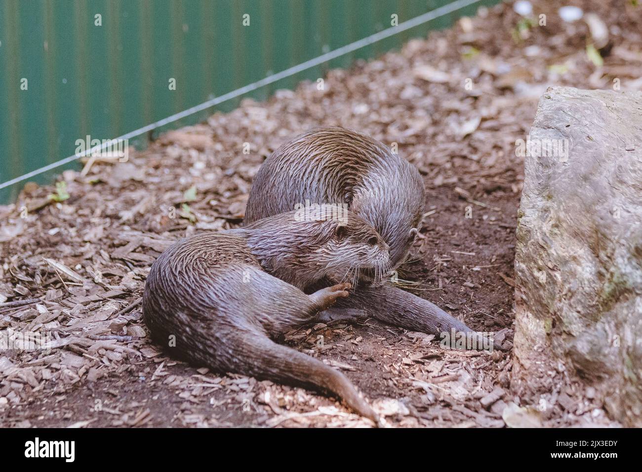 Brown otter looking away from the camera. Otter on a rock in the ...
