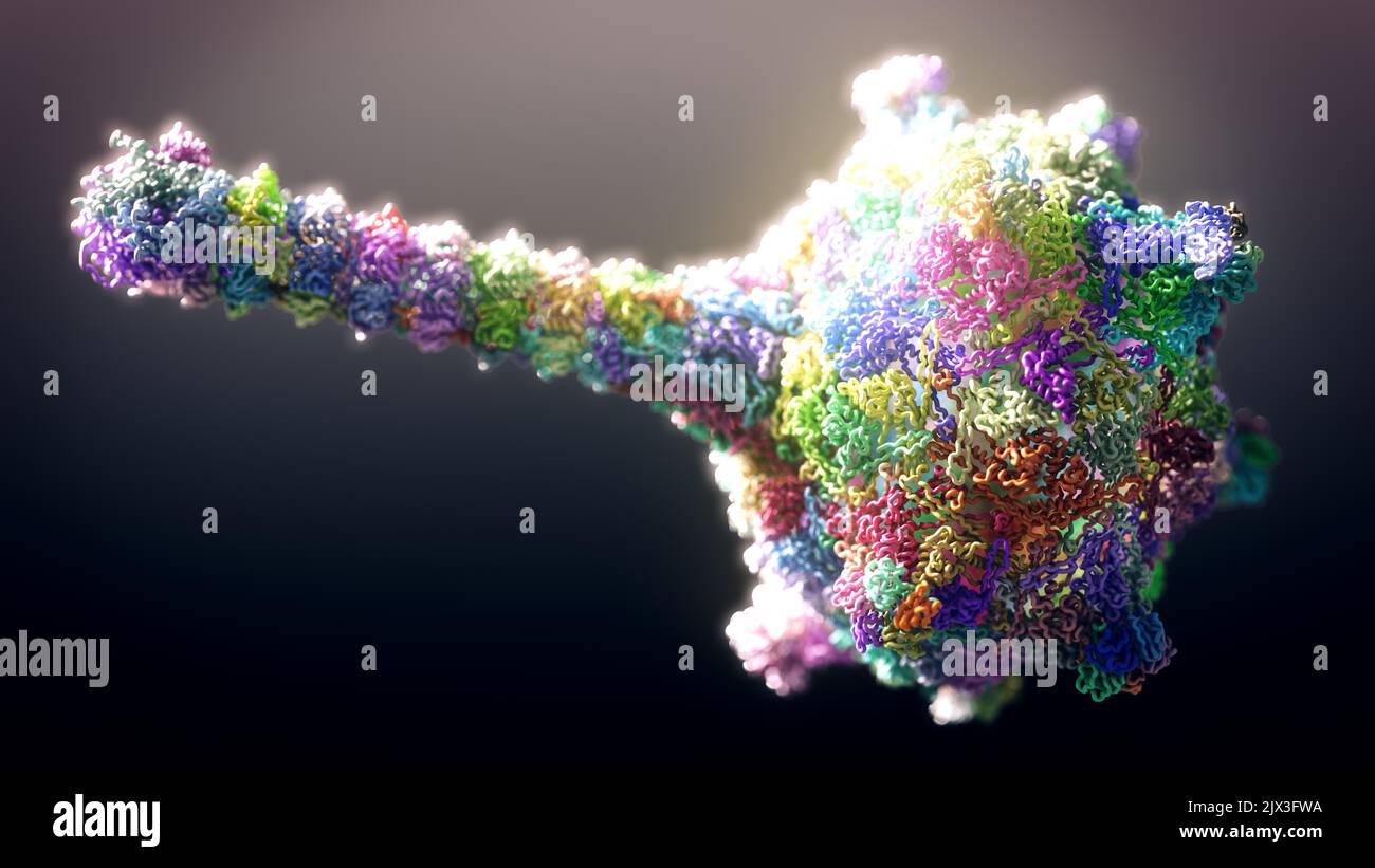 Molecular model of a gene transfer agent (GTA), a virus-like particle ...