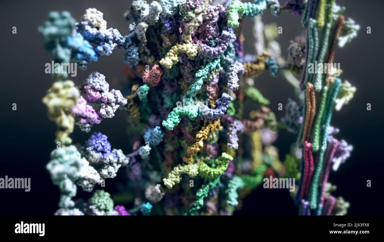 Molecular model of the pair of microtubules that form the central ...