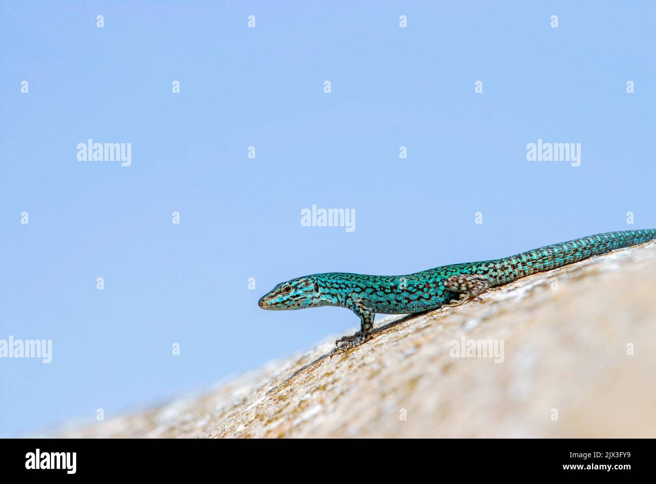 Ibiza wall lizard (Podarcis pityusensis) in Formentera, Spain. It is ...