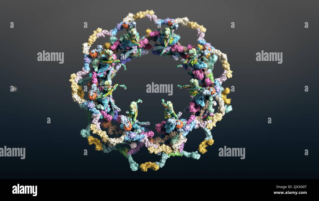 Molecular model of a yeast nuclear pore complex (NPC). NPCs are ...