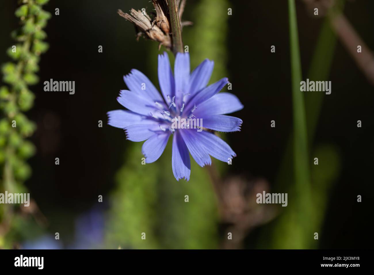 Blue chicory flowers on hi-res stock photography and images - Alamy